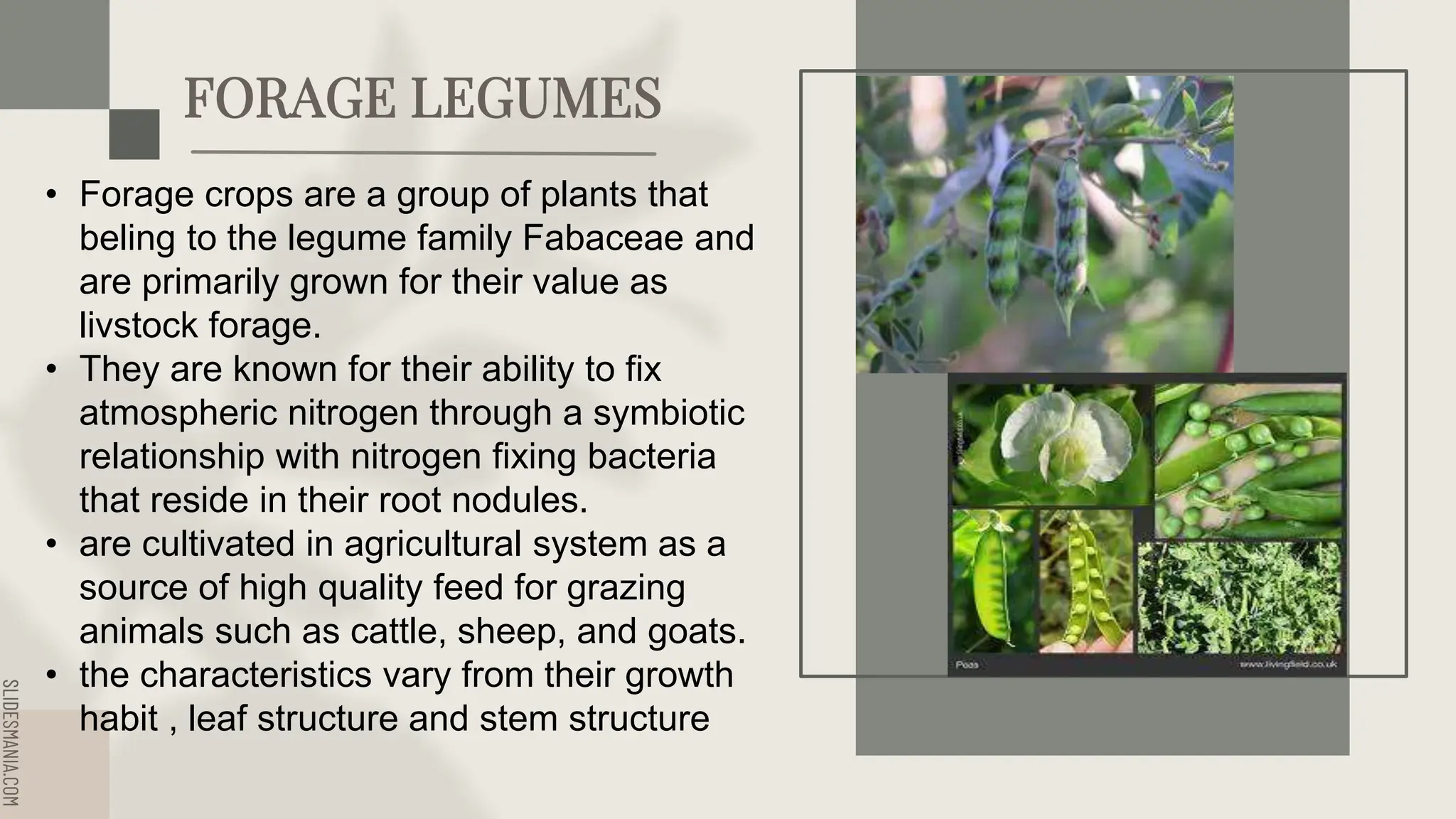 16. forage-crop-original-1.pptx......... | PPTX