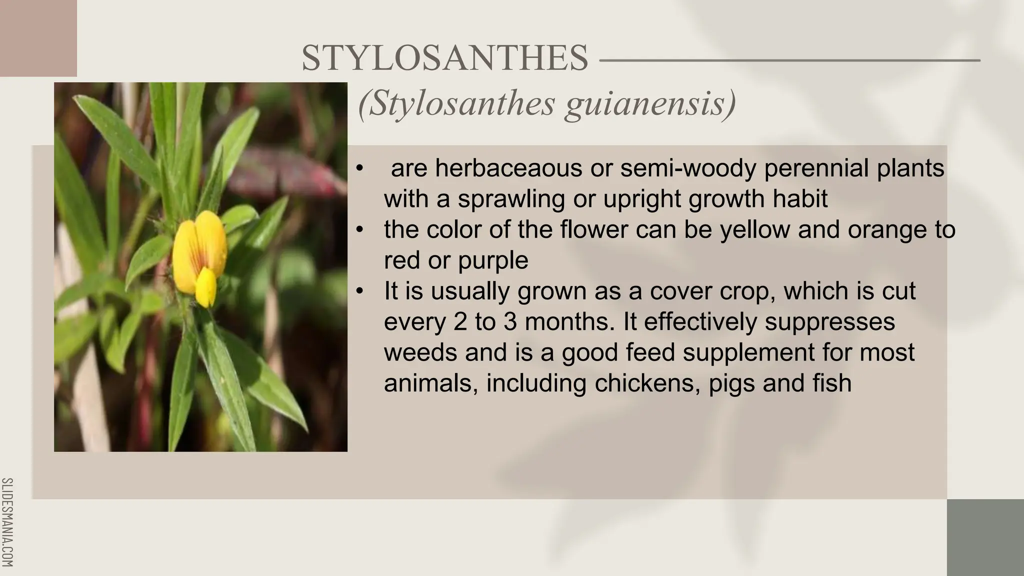 16. forage-crop-original-1.pptx......... | PPTX