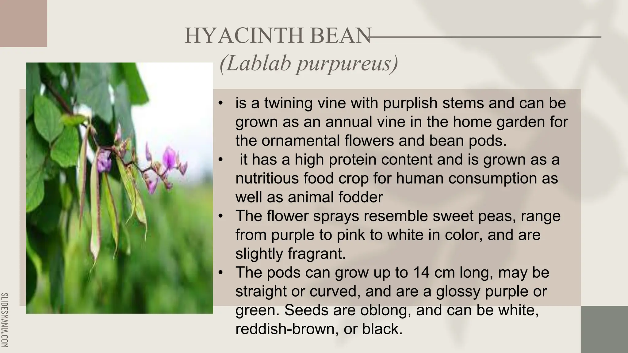 16. forage-crop-original-1.pptx......... | PPTX