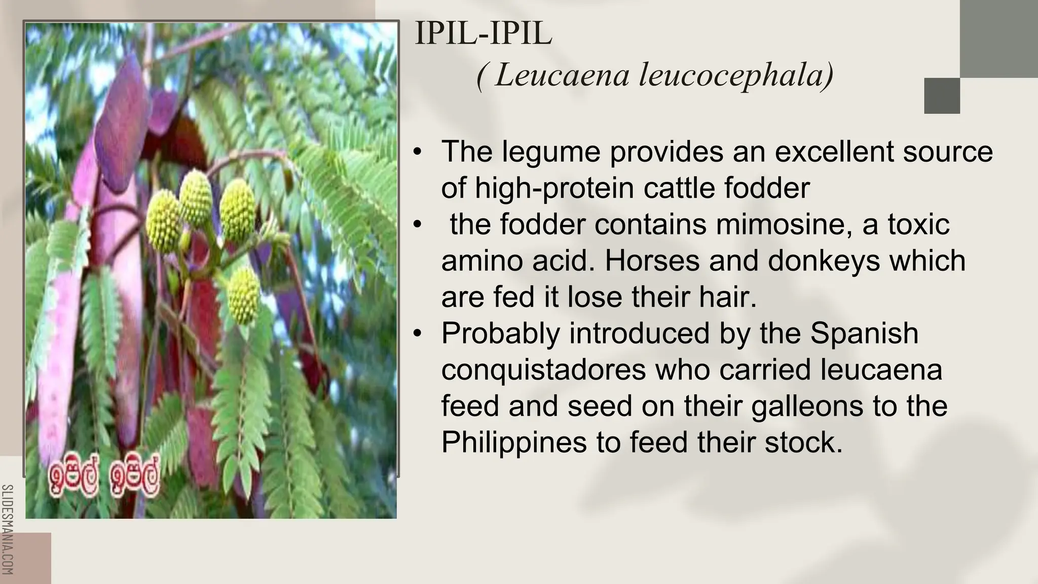 16. forage-crop-original-1.pptx......... | PPTX