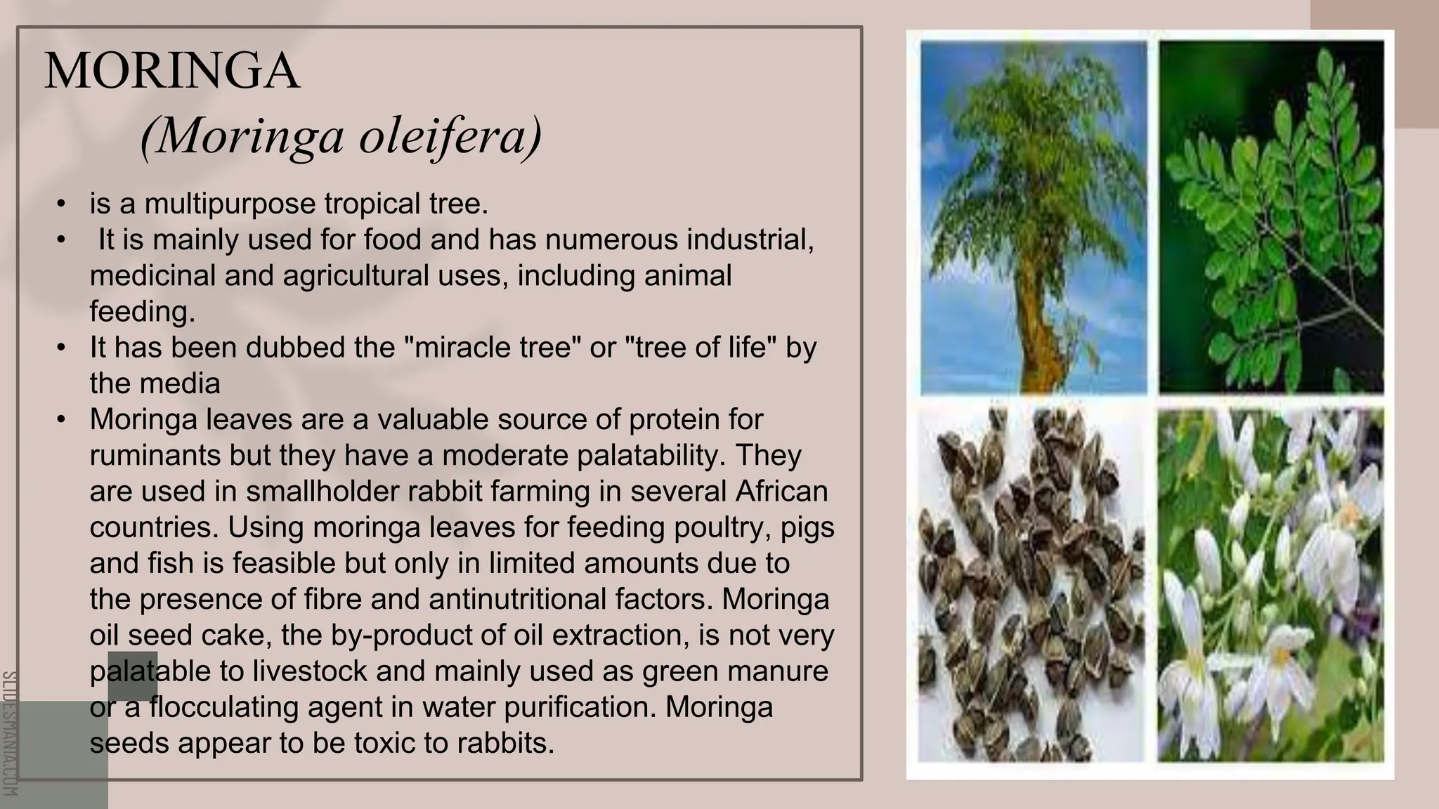 16. forage-crop-original-1.pptx......... | PPTX