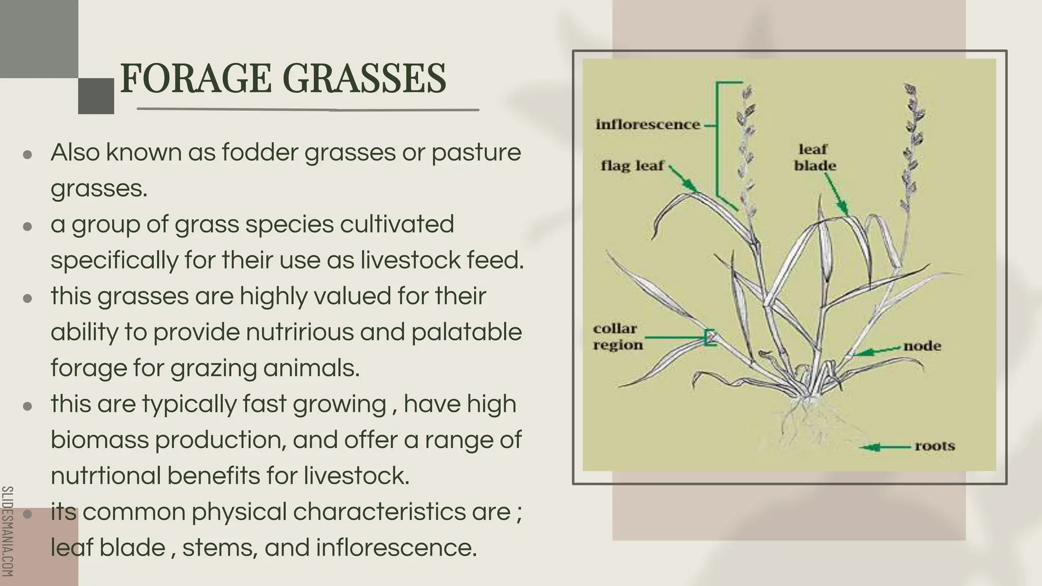 16. forage-crop-original-1.pptx......... | PPTX