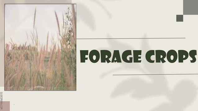 16. forage-crop-original-1.pptx......... | PPTX | Gardening | Home & Garden