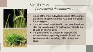 16. forage-crop-original-1.pptx......... | PPTX