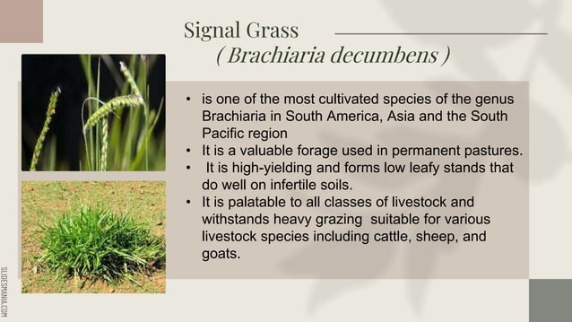 16. forage-crop-original-1.pptx......... | PPTX | Gardening | Home & Garden