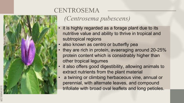 16. forage-crop-original-1.pptx......... | PPTX | Gardening | Home & Garden