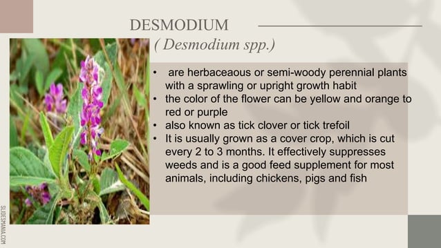 16. forage-crop-original-1.pptx......... | PPTX | Gardening | Home & Garden