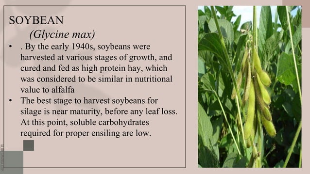 16. forage-crop-original-1.pptx......... | PPTX | Gardening | Home & Garden