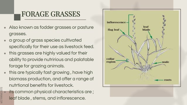 16. forage-crop-original-1.pptx......... | PPTX | Gardening | Home & Garden