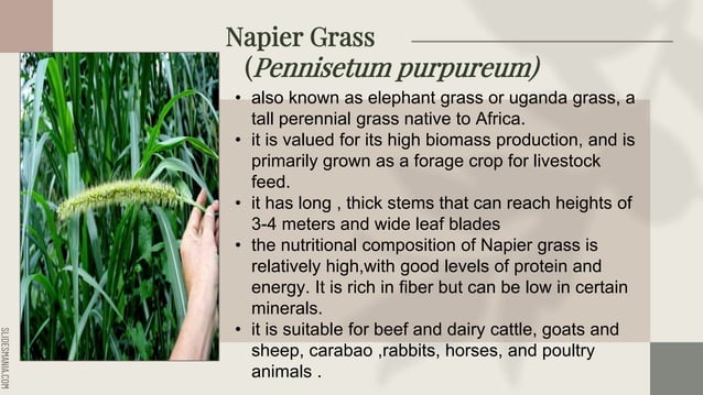 16. forage-crop-original-1.pptx......... | PPTX | Gardening | Home & Garden