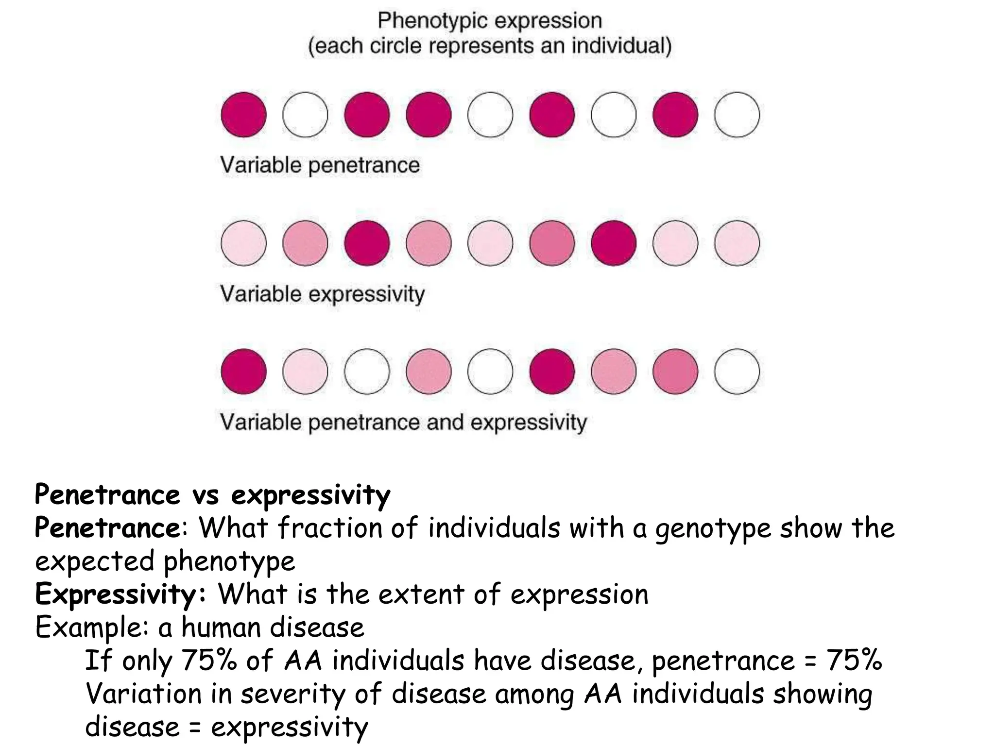 16. Lecture 16 Lethel genes, pleiotropy.ppt