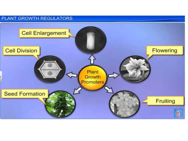 16. Discovery, function and commercial uses of different PGRS.pptx