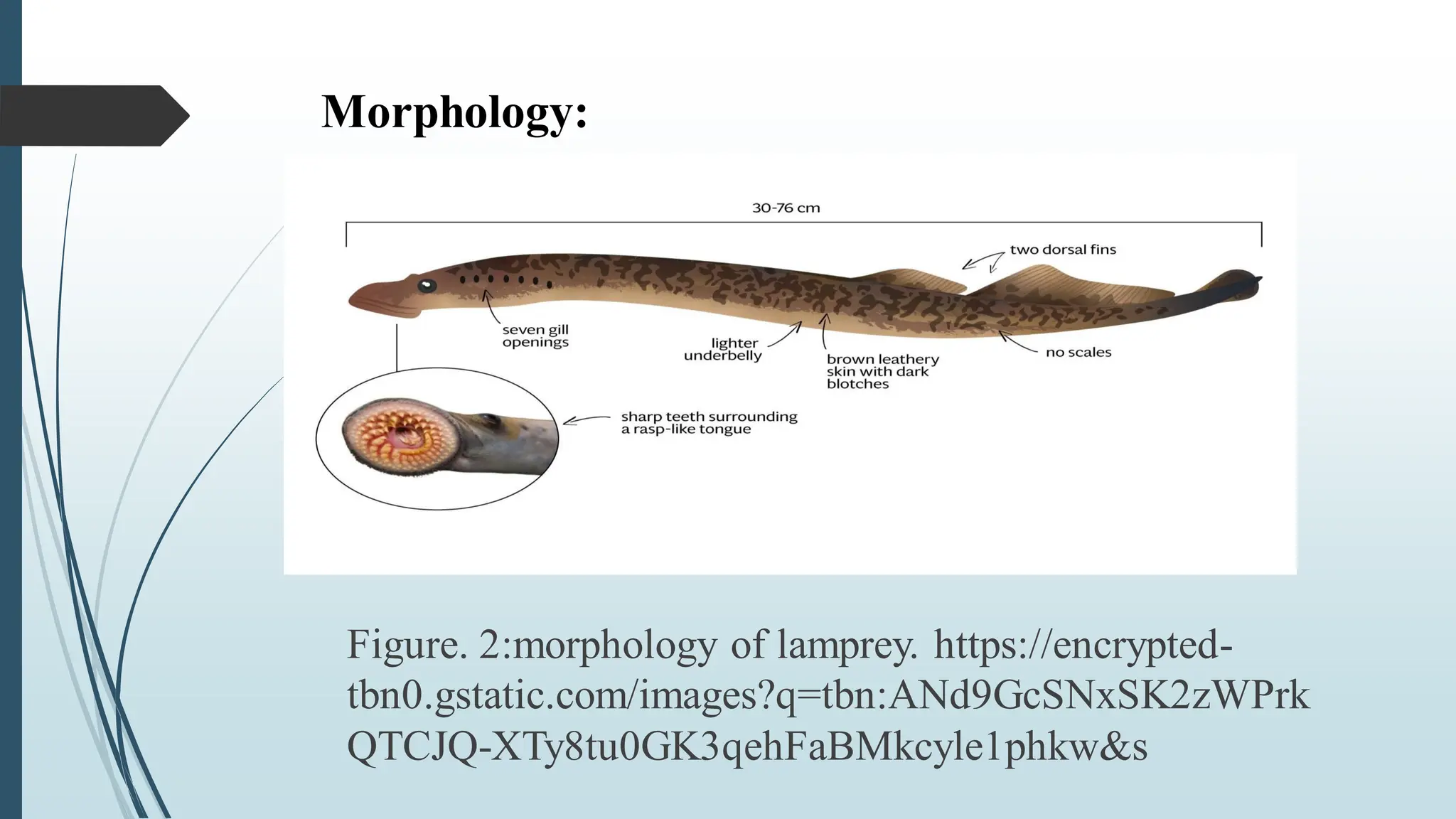 Lamprey: Introduction and Importance.... | PDF