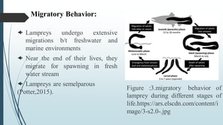 Lamprey: Introduction and Importance.... | PDF