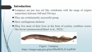 Lamprey: Introduction and Importance.... | PDF