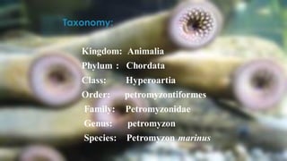 Lamprey: Introduction and Importance.... | PDF