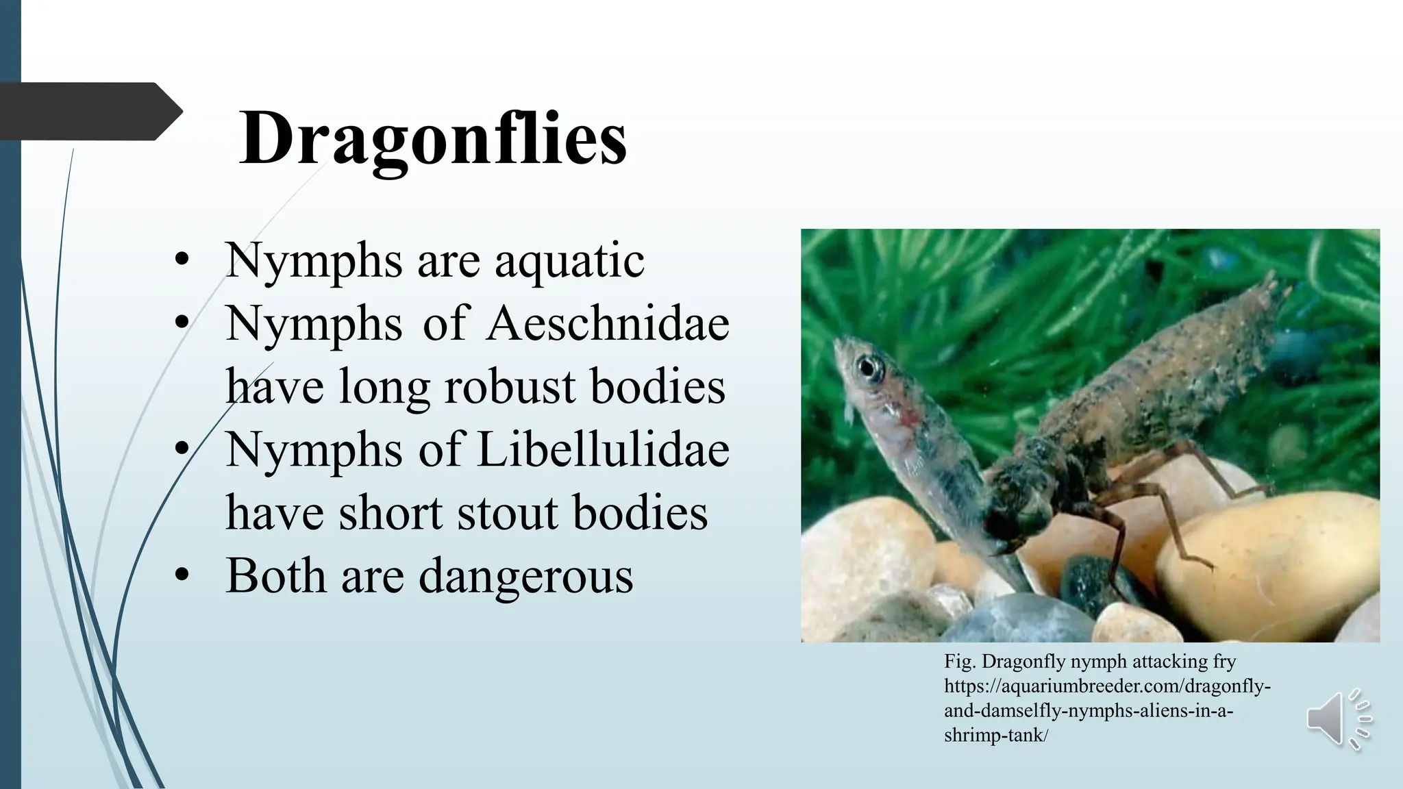 Fish enemies and their control in aquaculture | PPTX