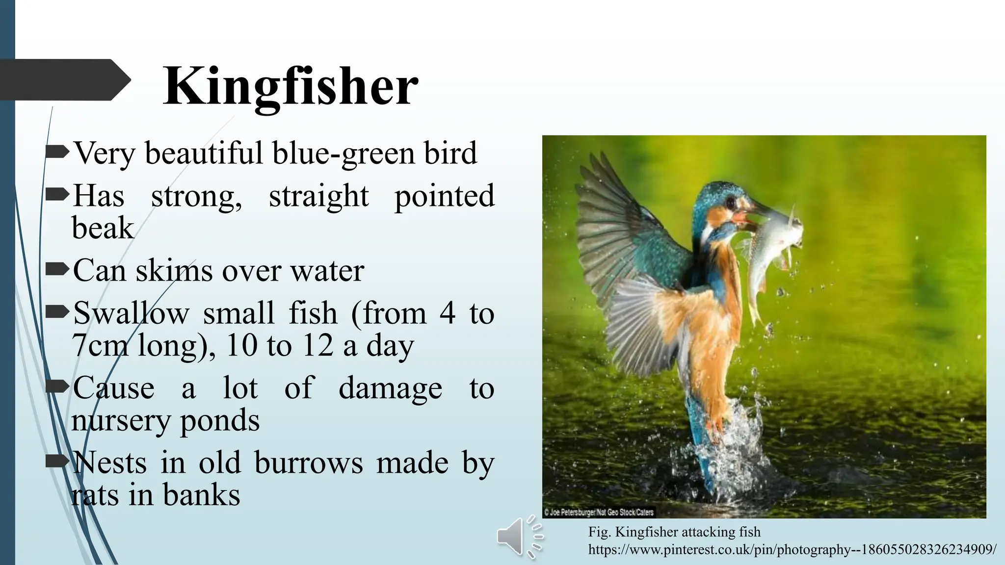 Fish enemies and their control in aquaculture | PPTX