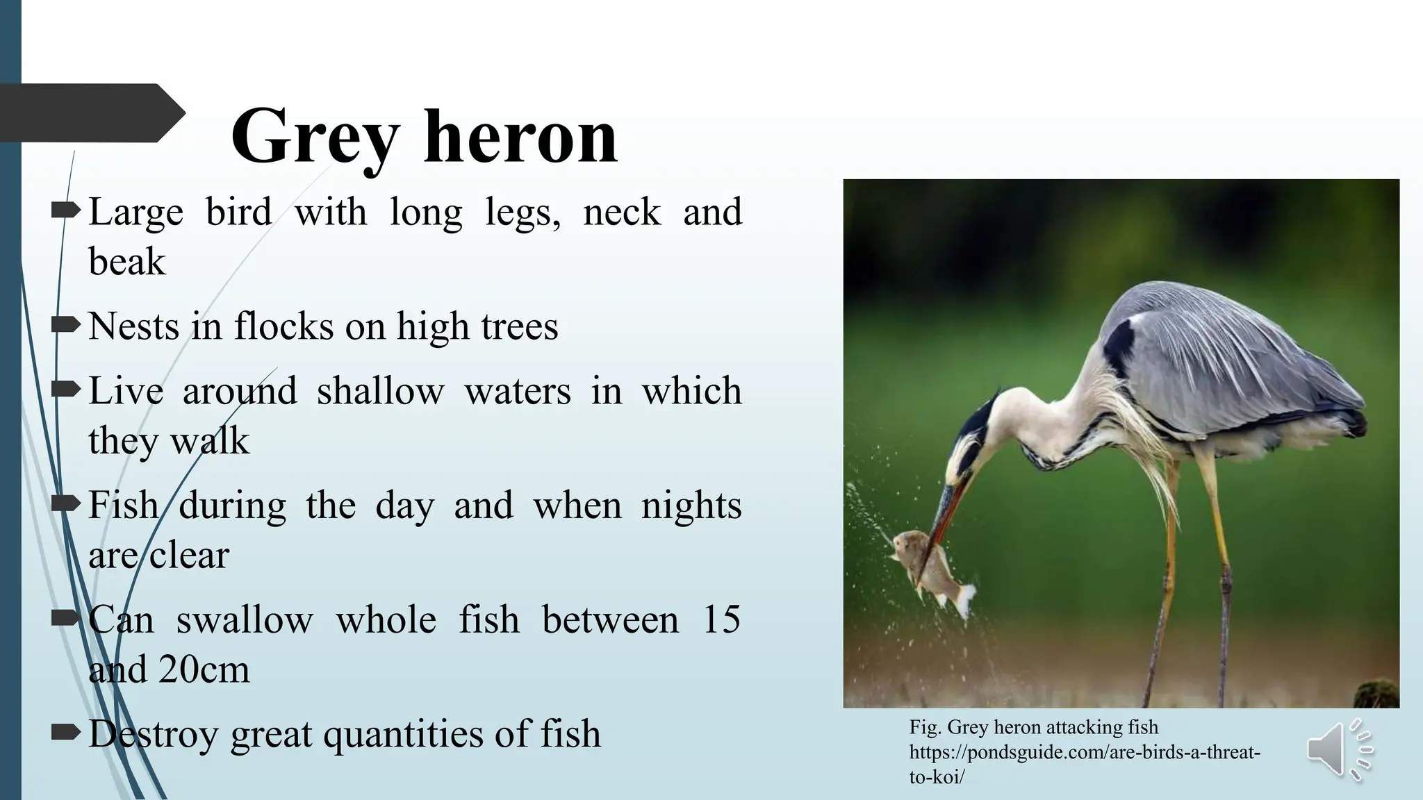 Fish enemies and their control in aquaculture | PPTX