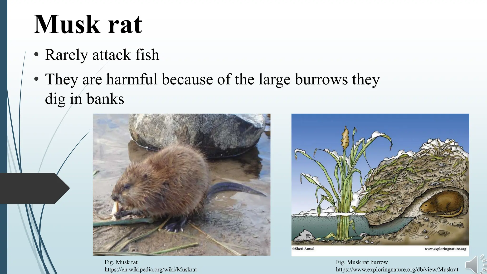 Fish enemies and their control in aquaculture | PPT