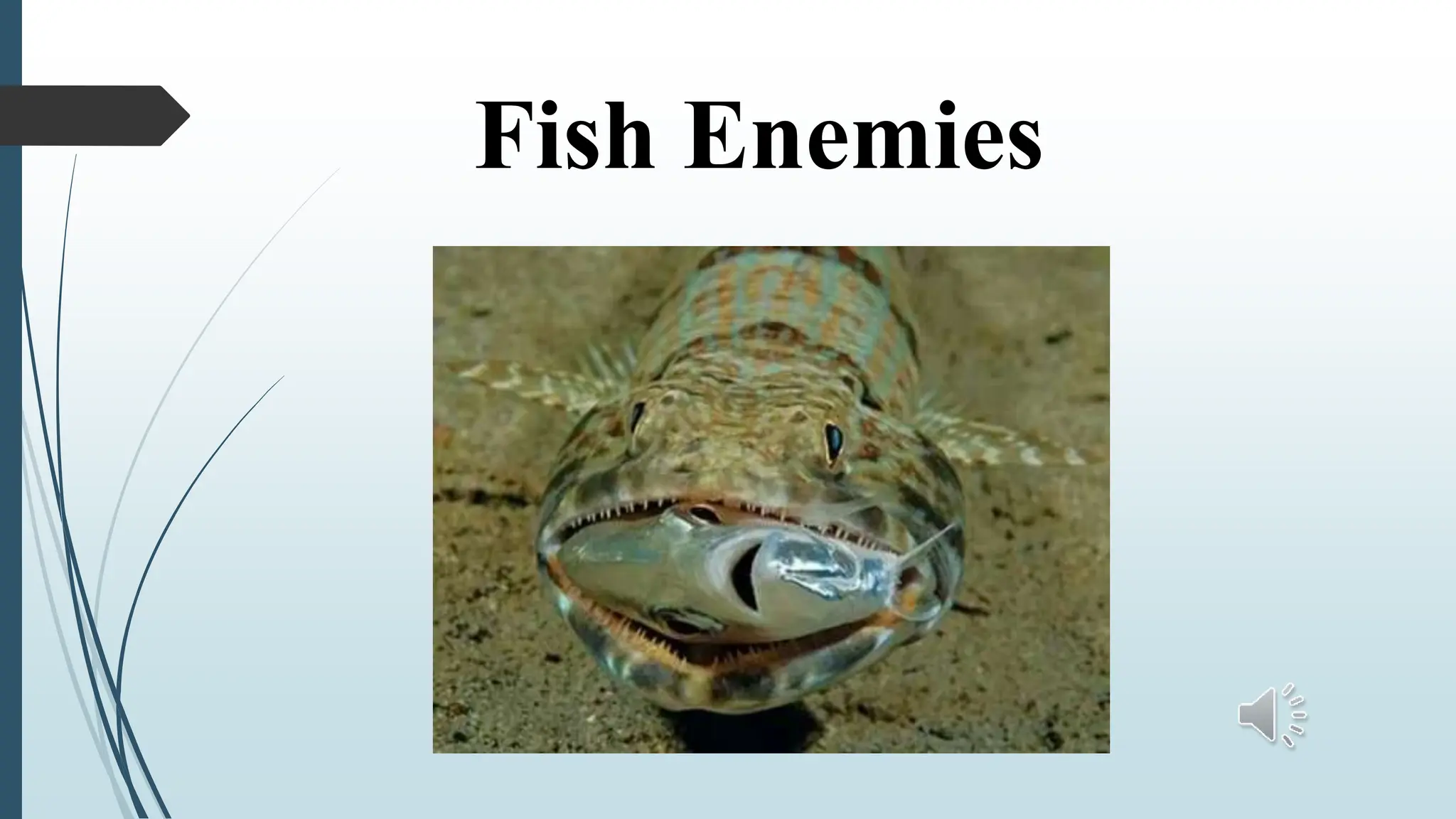 Fish enemies and their control in aquaculture | PPTX