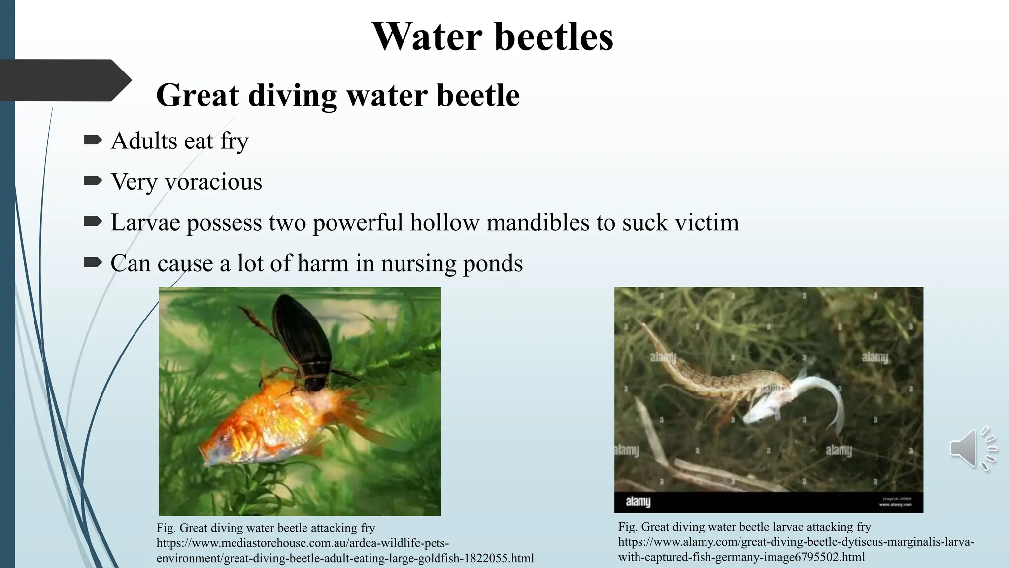 Fish enemies and their control in aquaculture | PPTX