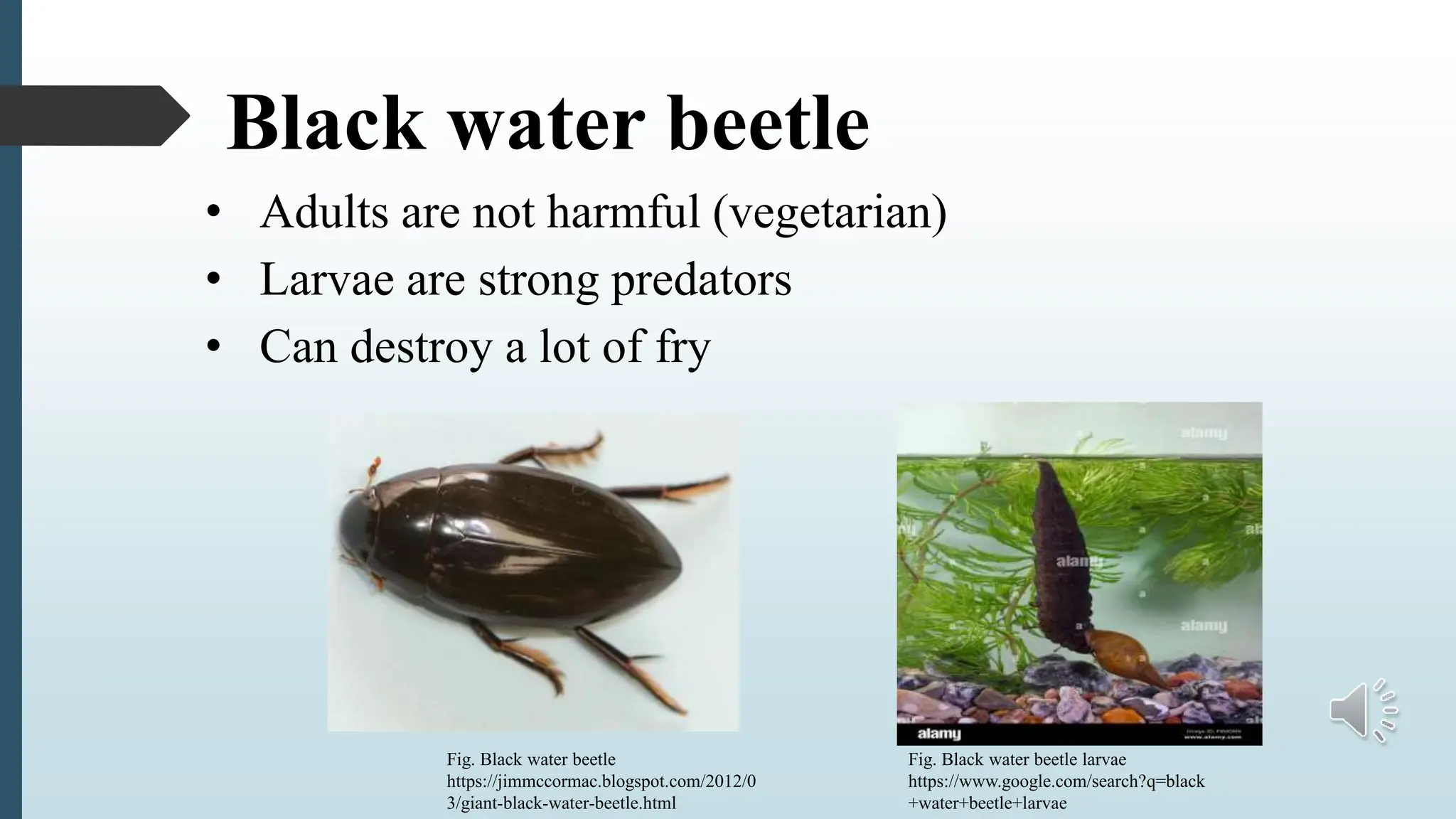 Fish enemies and their control in aquaculture | PPTX