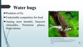 Fish enemies and their control in aquaculture | PPTX