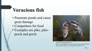 Fish enemies and their control in aquaculture | PPTX