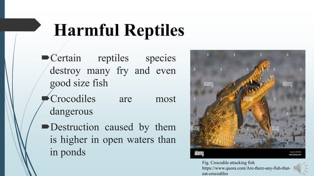 Fish enemies and their control in aquaculture | PPTX
