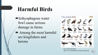 Fish enemies and their control in aquaculture | PPTX