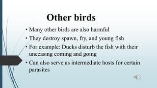 Fish enemies and their control in aquaculture | PPTX