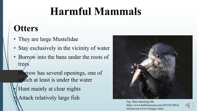 Fish enemies and their control in aquaculture | PPTX