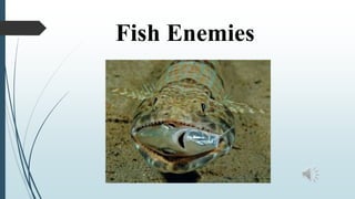 Fish enemies and their control in aquaculture | PPTX