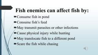 Fish enemies and their control in aquaculture | PPTX