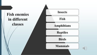 Fish enemies and their control in aquaculture | PPTX