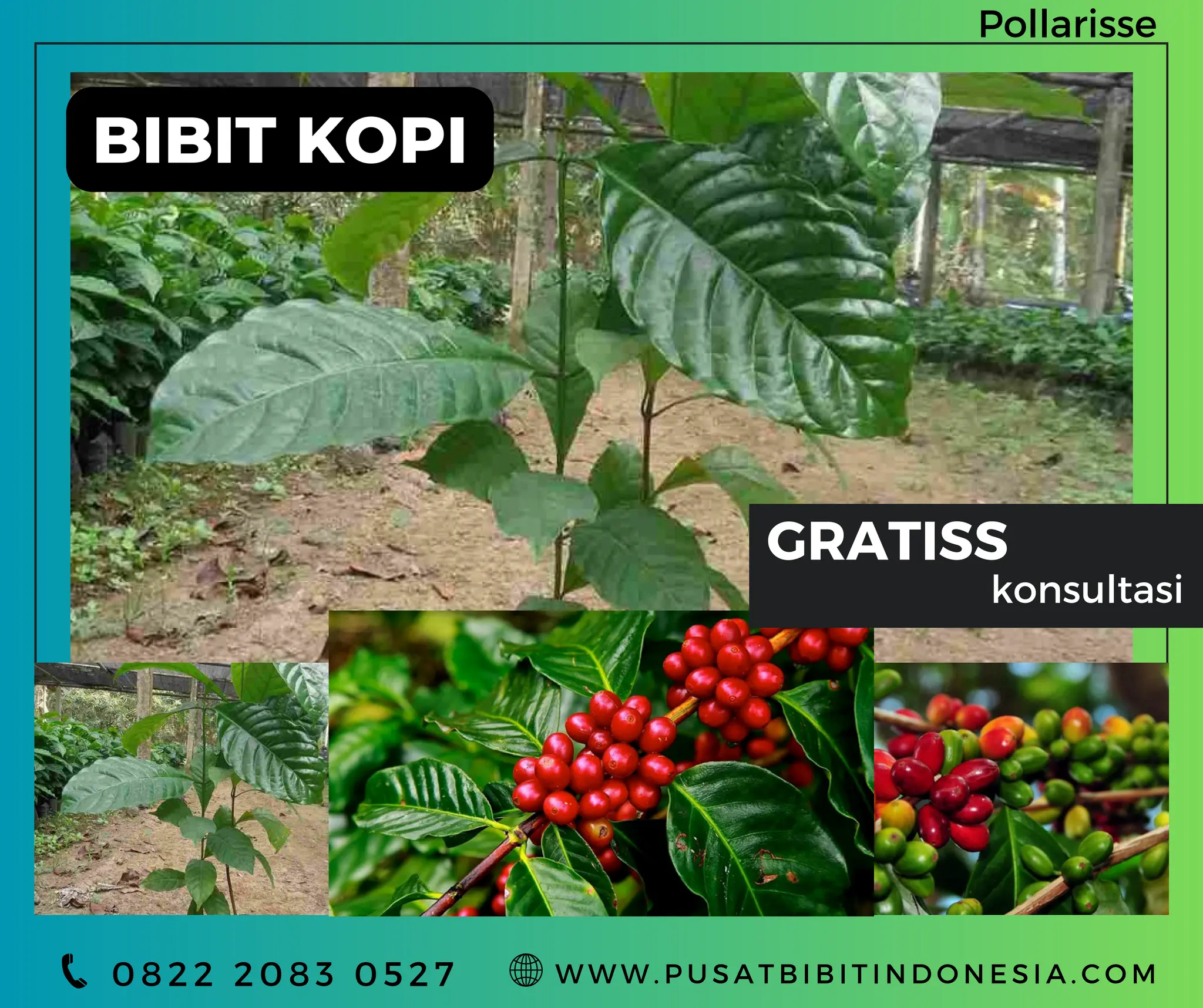 0822 2083 0527 ( Tsel ) Pusat Pengadaan Bibit Kopi Robusta Unggul | PDF