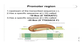 DPT - Biochemistry & Genetics - II (Molecular Biology) Prokaryotic ...