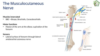 16 - 2 Anatomy of Arm and Elbow (1).pptx