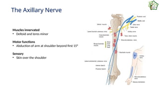 16 - 2 Anatomy of Arm and Elbow (1).pptx