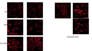 Phalloidin staining under confocal microscope | PPTX