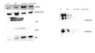 Phalloidin staining under confocal microscope | PPTX