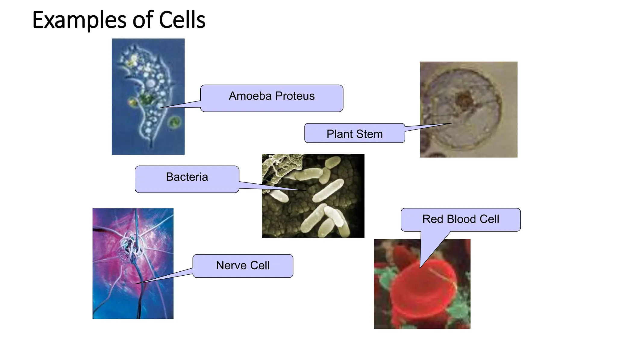 Basic concepts of biology Basic definition branches Main branches cell ...