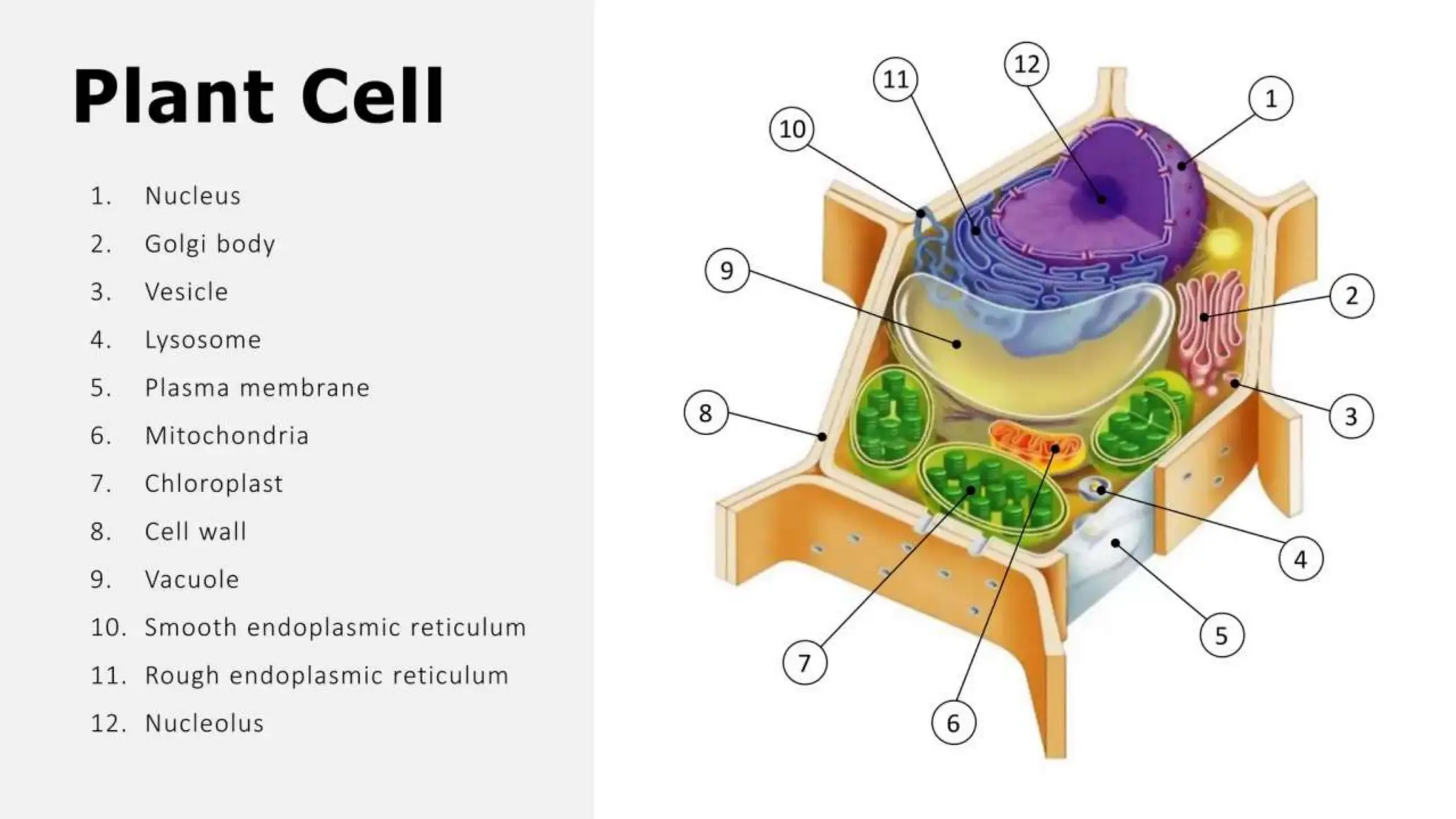 Basic concepts of biology Basic definition branches Main branches cell ...