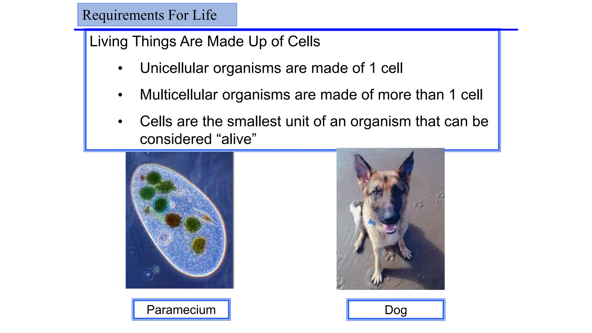 Basic concepts of biology Basic definition branches Main branches cell ...