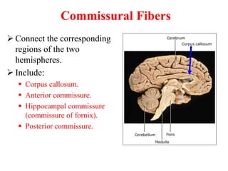 16-Cerebral Hemisphere .pdf666⁶6666666666666 | PPT