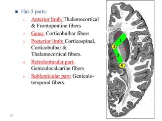 16-Cerebral Hemisphere .pdf666⁶6666666666666 | PPT