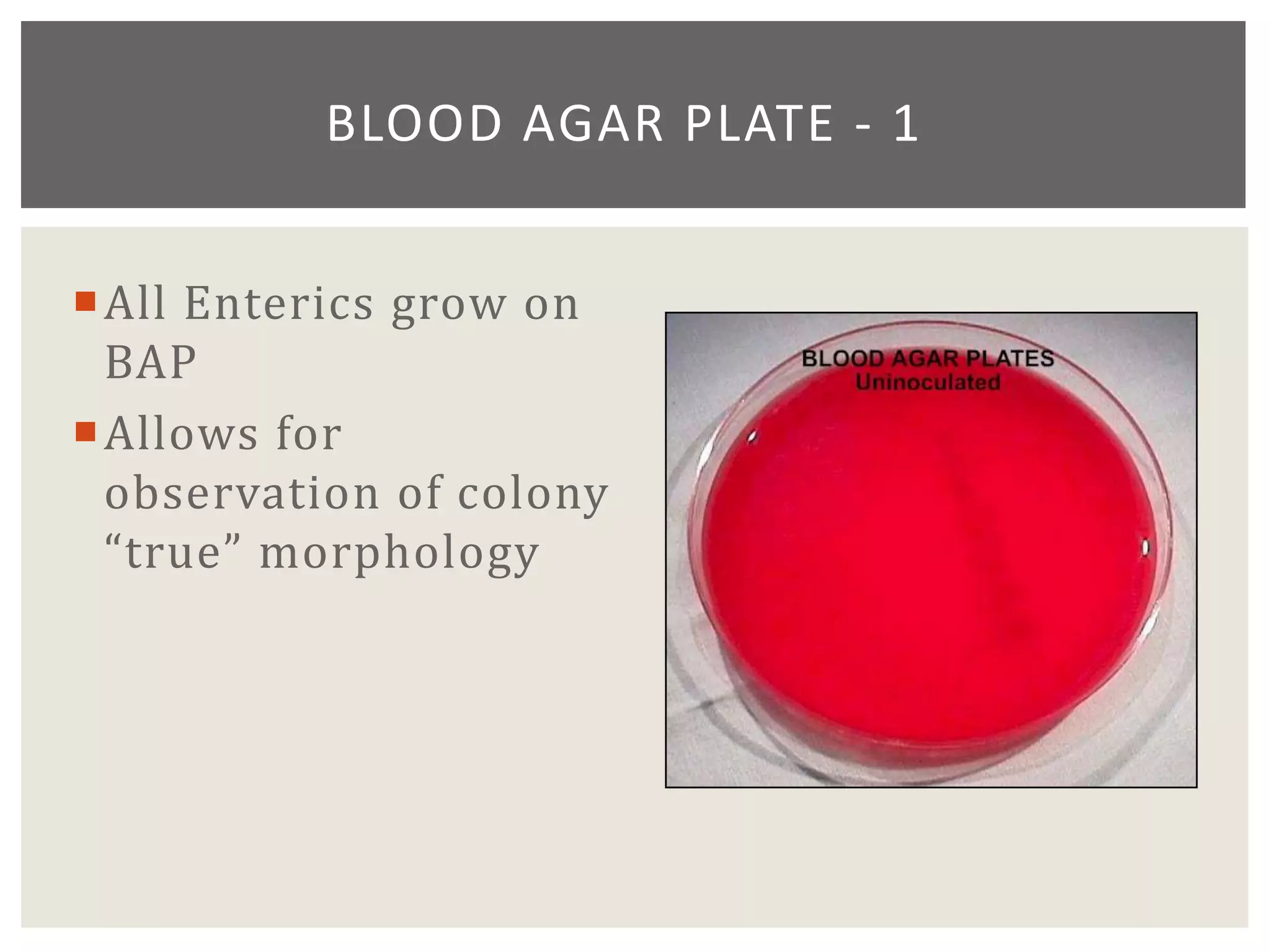 16 -chapter_19_-_enterobacteriaceae | PDF