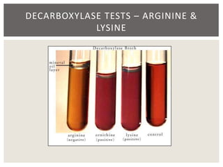 Lysine Decarboxylase Test