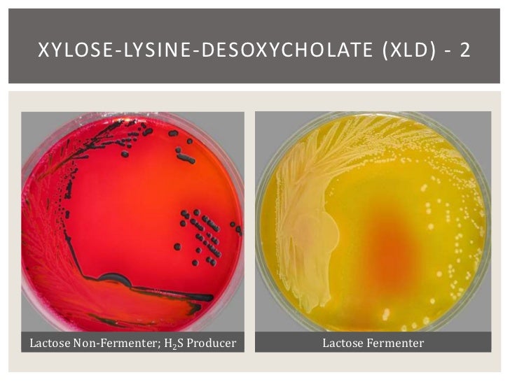16 -chapter_19_-_enterobacteriaceae